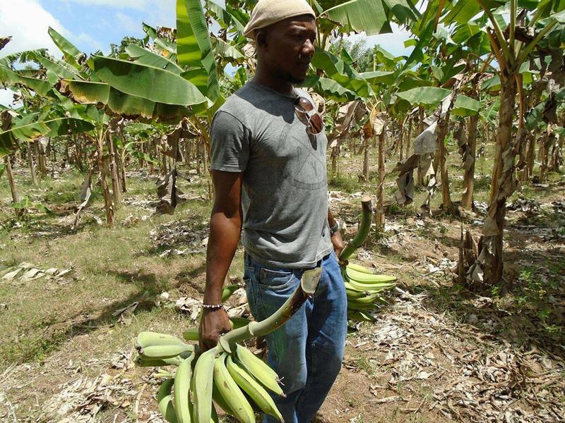 Harvesting 4 Haiti | creating opportunity one farm at a time