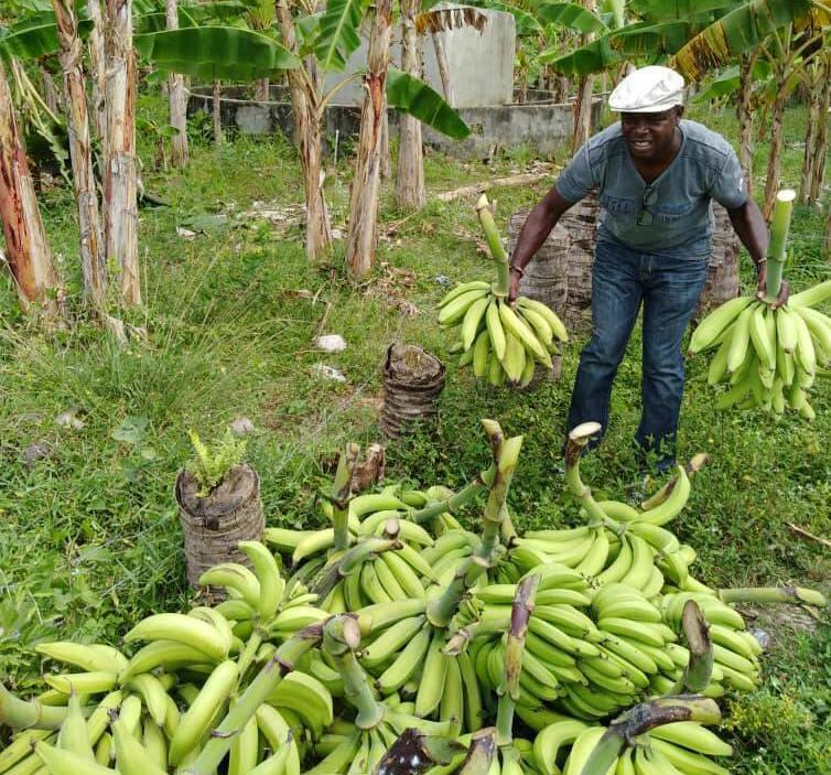 Harvesting 4 Haiti | About Us